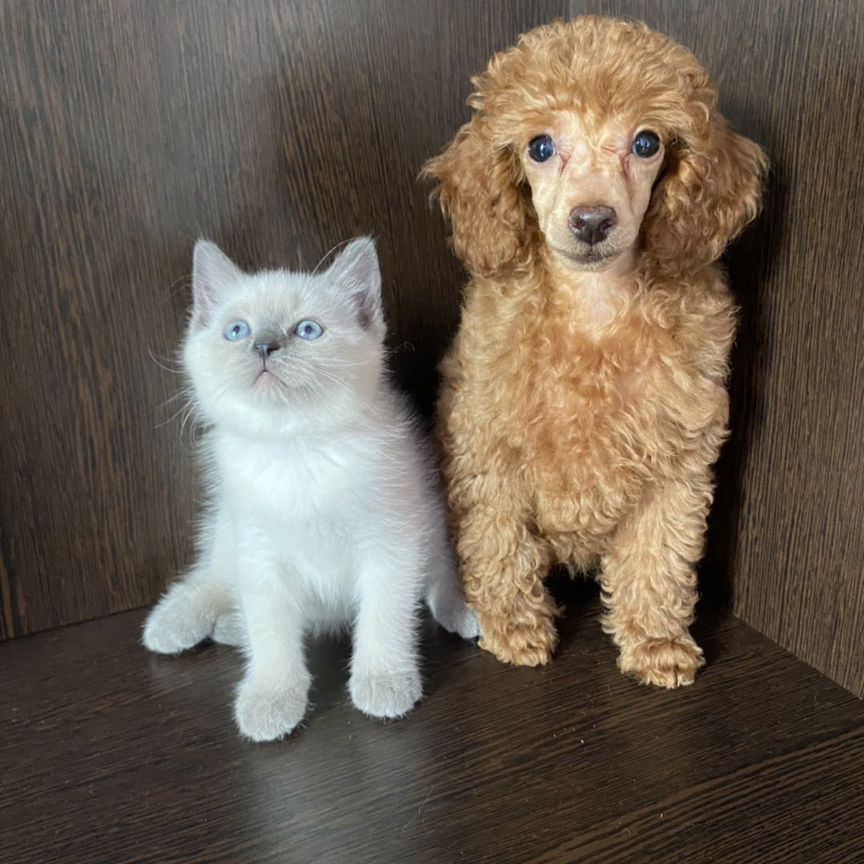 Той-пудель ред браун