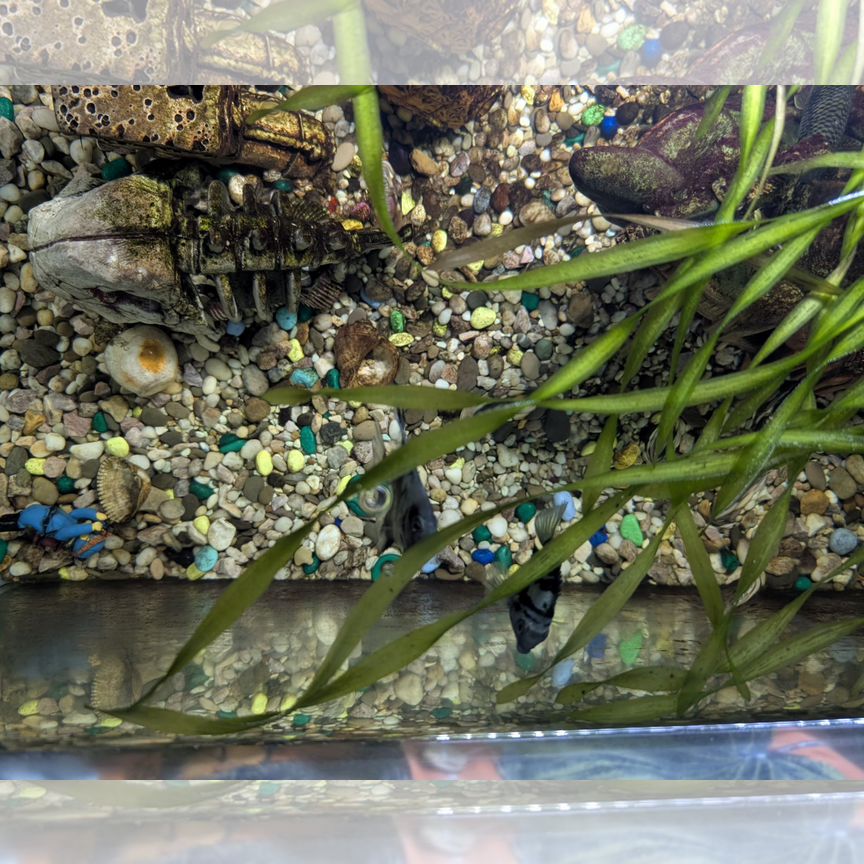 Рыбки Отдам в дар Бронь до 30.11 на всех