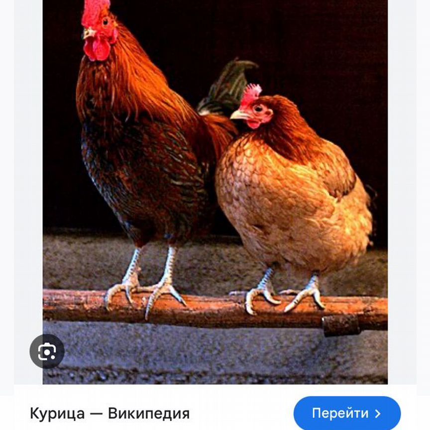 Курочки