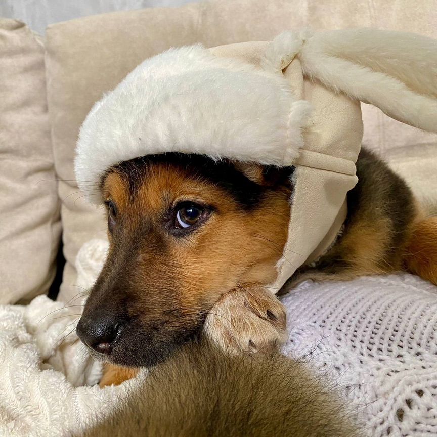 Щенок в добрые руки