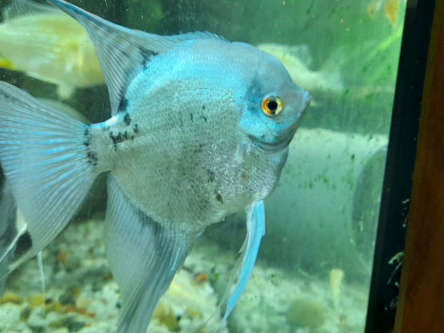 Скалярия Пиной Смоки