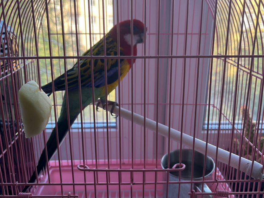 Попугай розелла