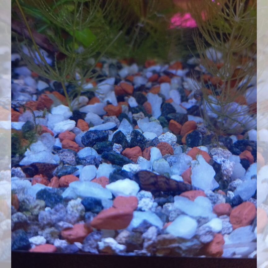 Отдам улиток