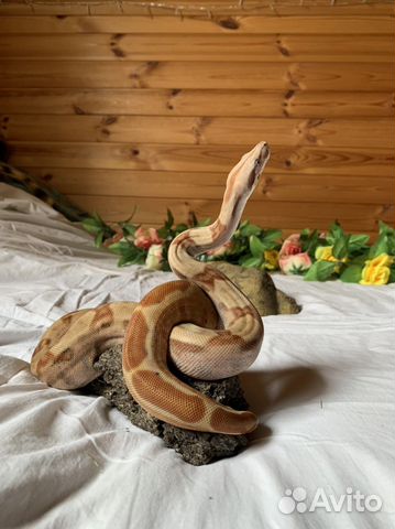 Императорский Удав купить в Москве | Животные и зоотовары | Авито