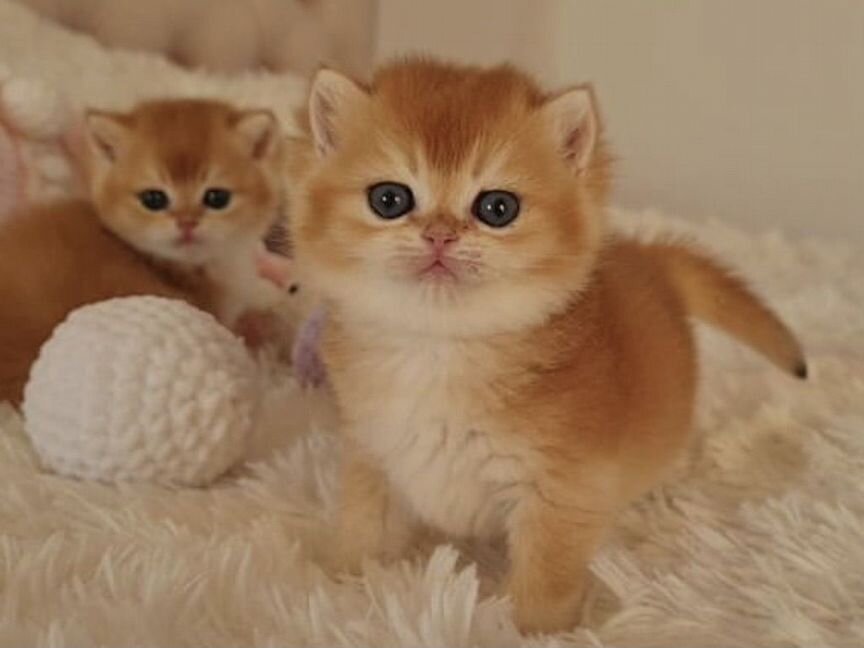 Котята золото. Яркие шиншиллки