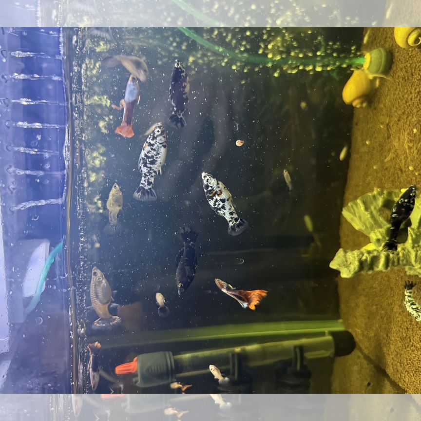 Аквариумные рыбки отдам за вашу цену