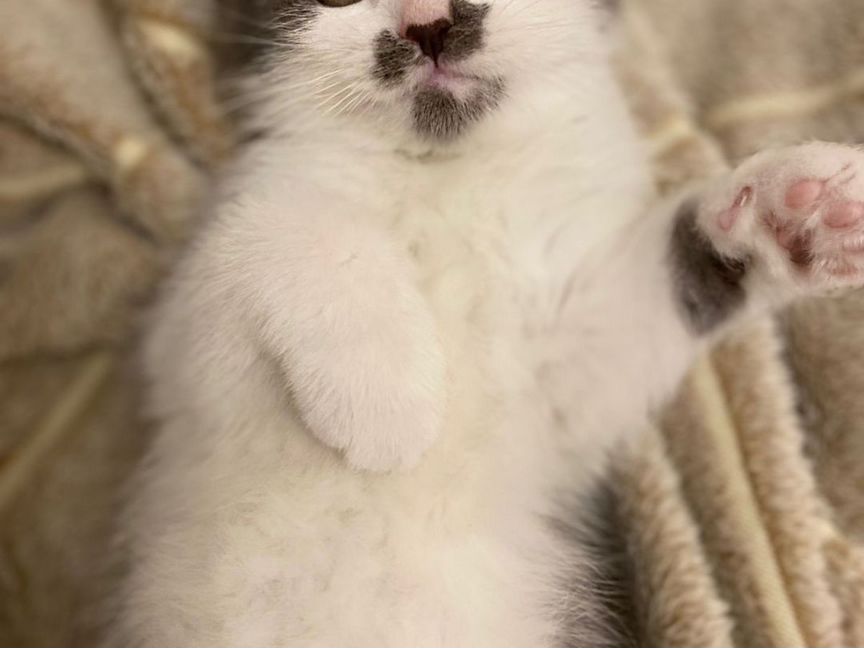 Котенок