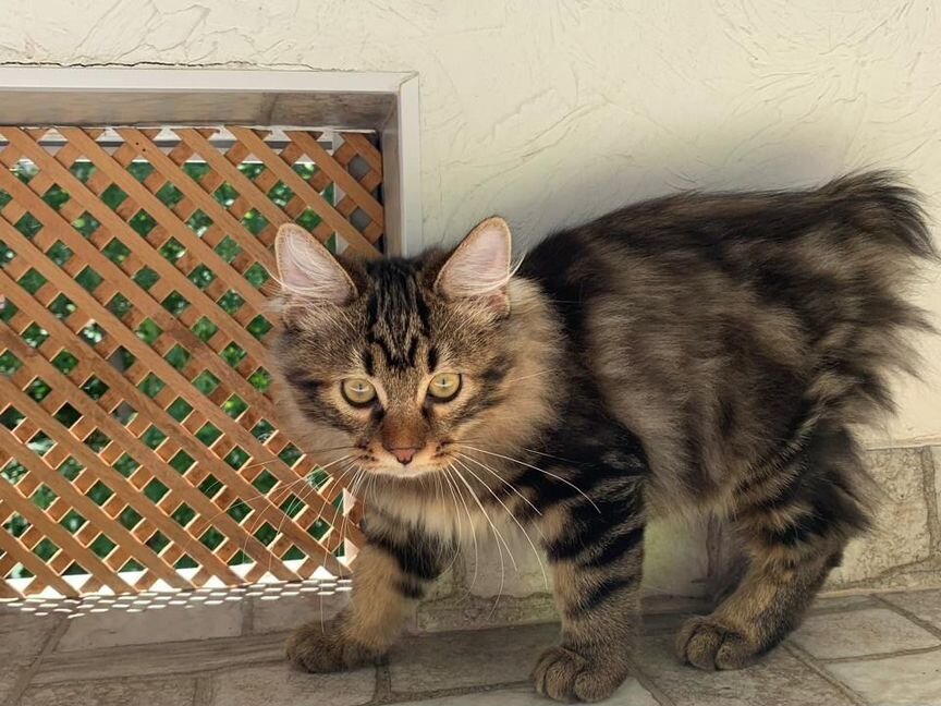 Кот Чародей из питомника