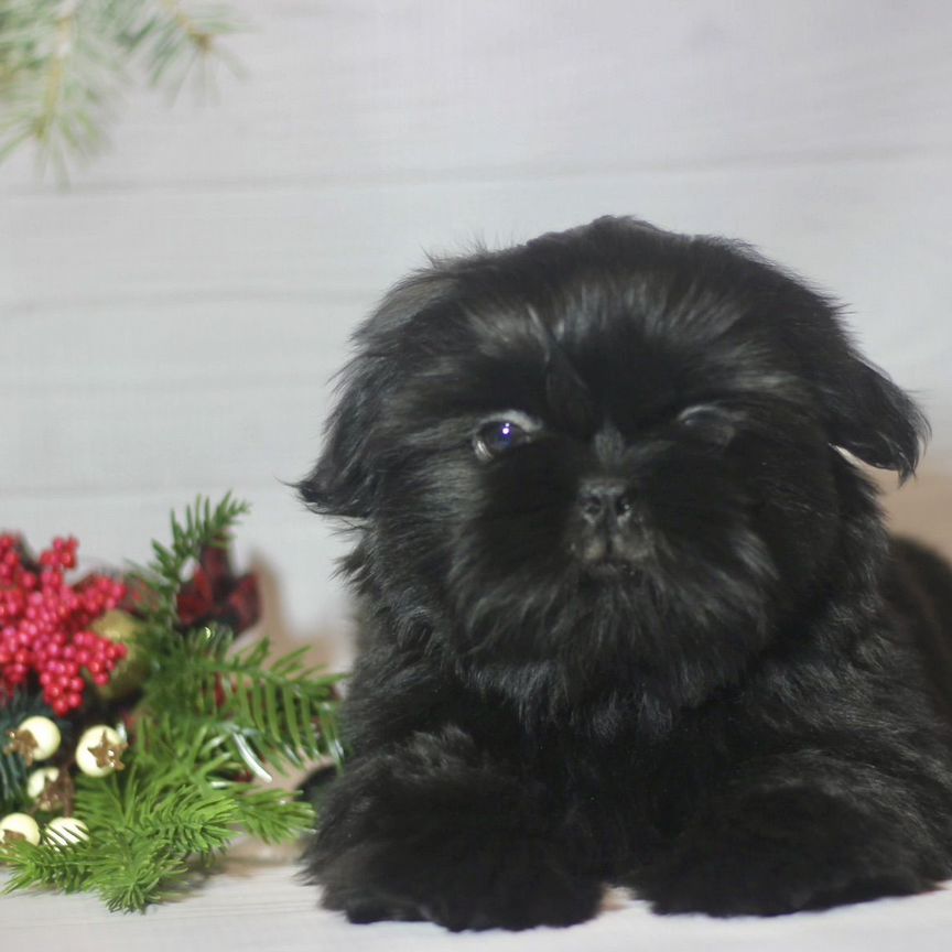 Щенки ши-тцу