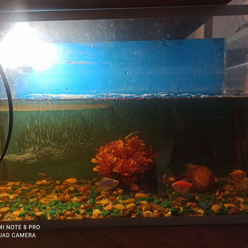 Аквариум с рыбками