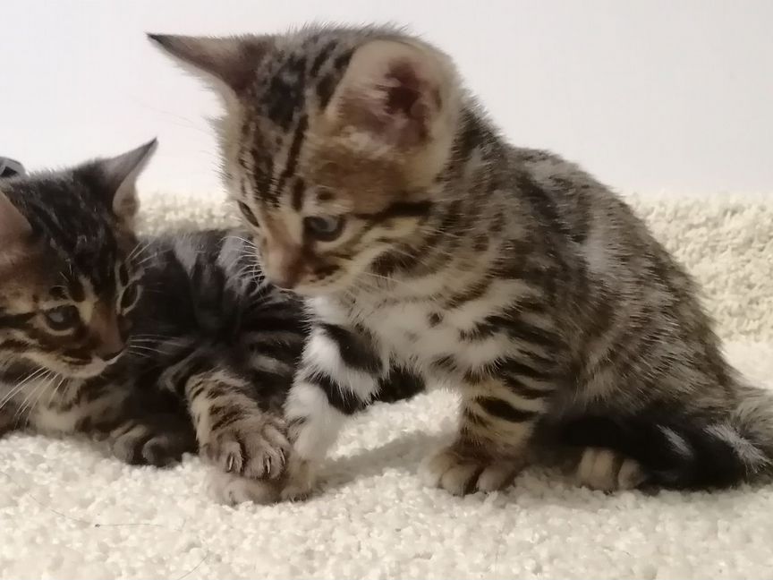 Бенгальские котята