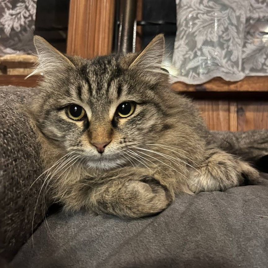 Мейн-кун котёнок