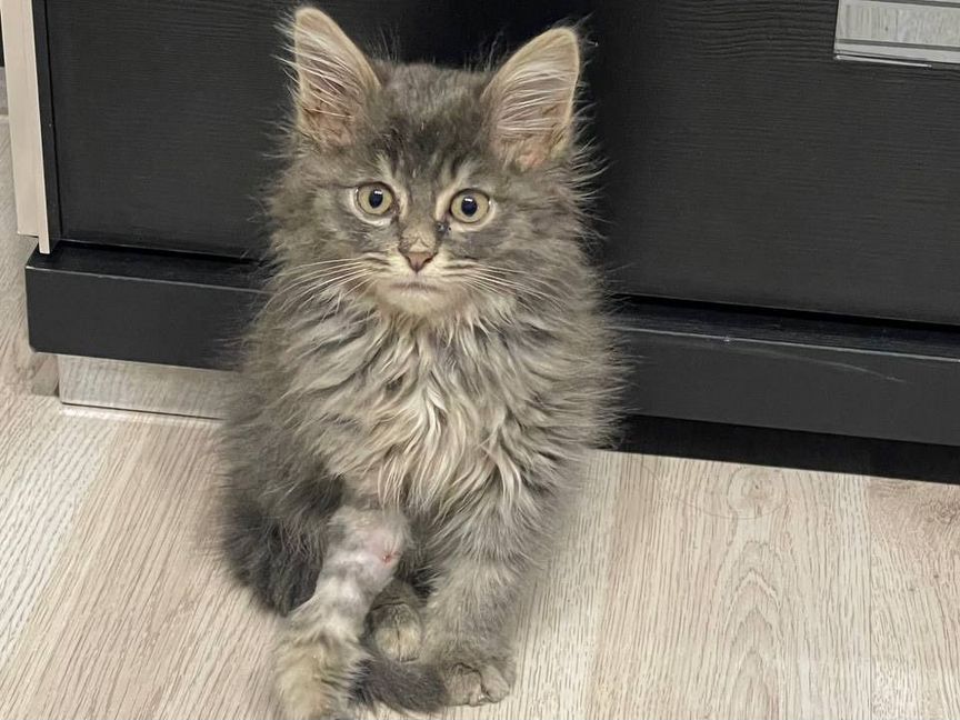 Котенок девочка с лапкой