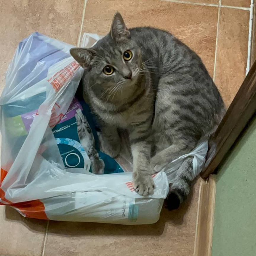 Котенок Микки