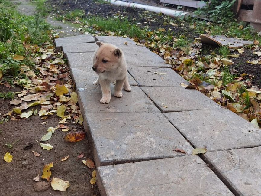 Кутята Лайки