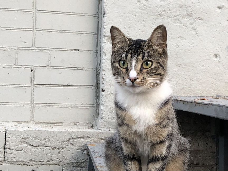 Котенок девочка 5 месяцев