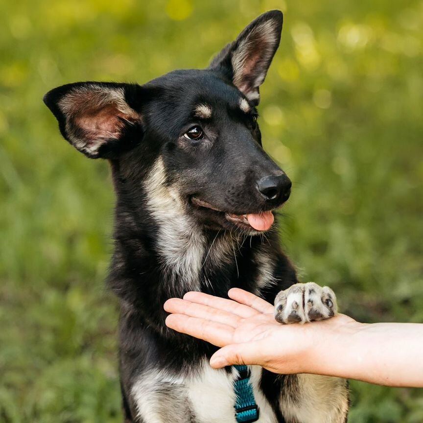 Щенок в добрые руки бесплатно