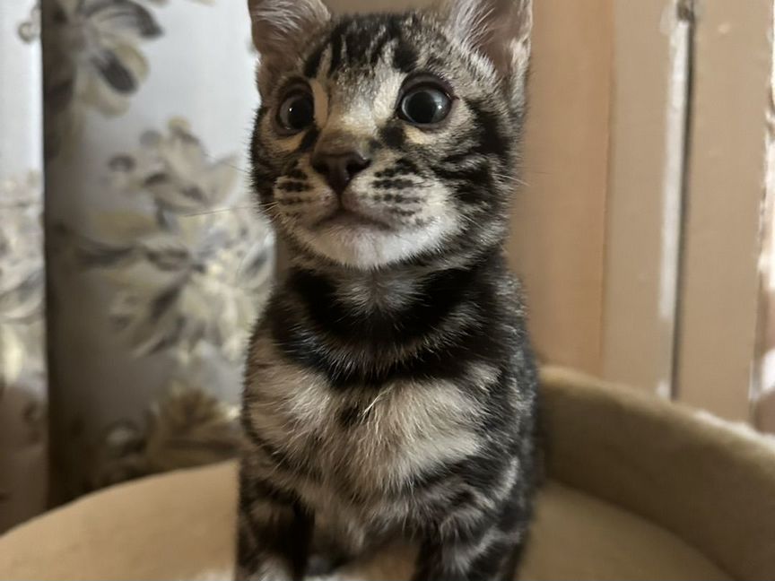 Бенгальскй котенок в добрые руки