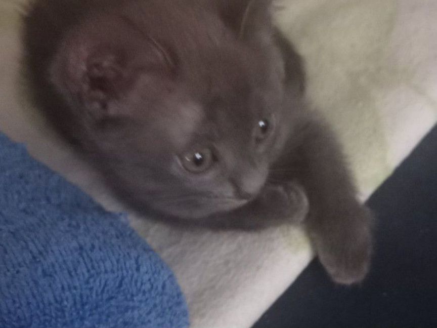 Котёнок 2 месяца