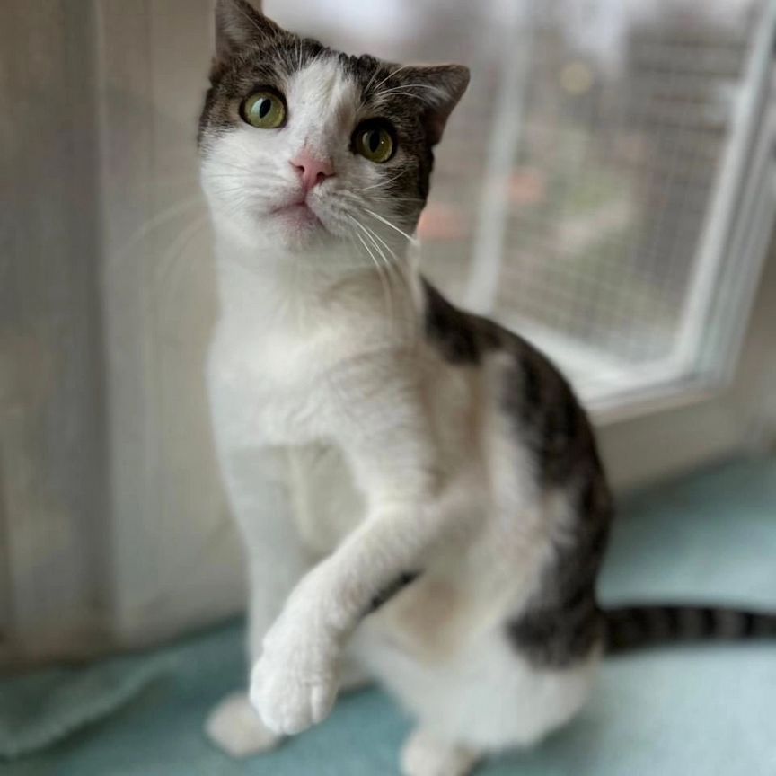 Кошка Настя