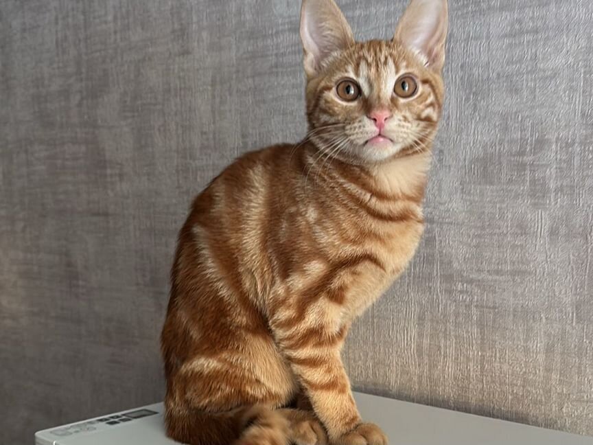 Потерялась Сонечка, полностью рыженькая