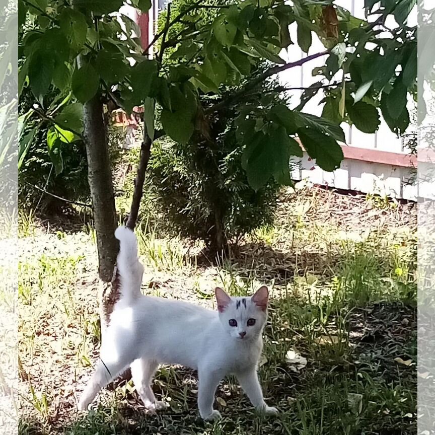 Турецкая ангора котёнок