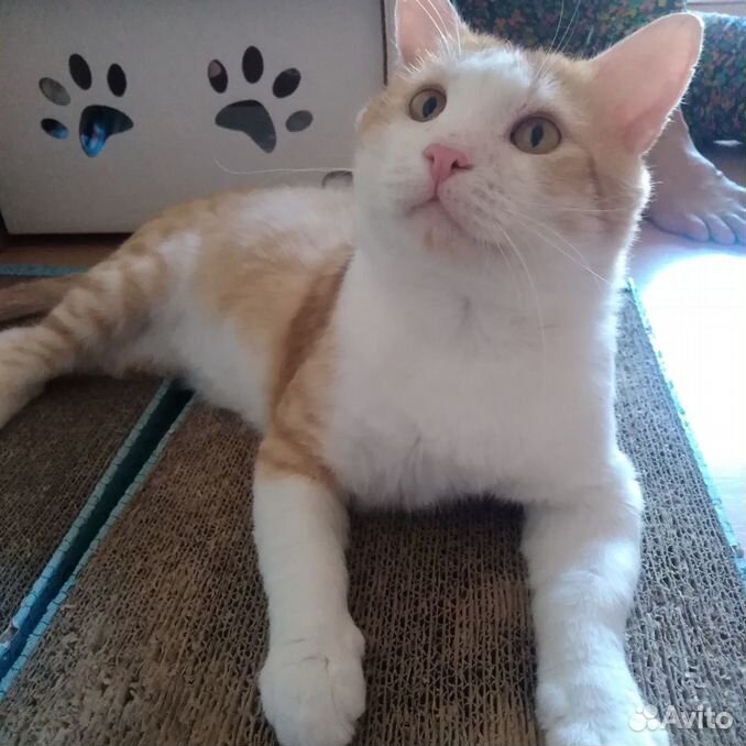 Эмильен рыжий кот бесплатно