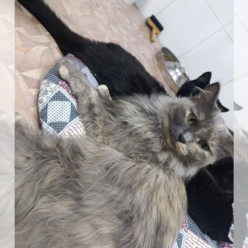 Взрослая кошка в добрые руки