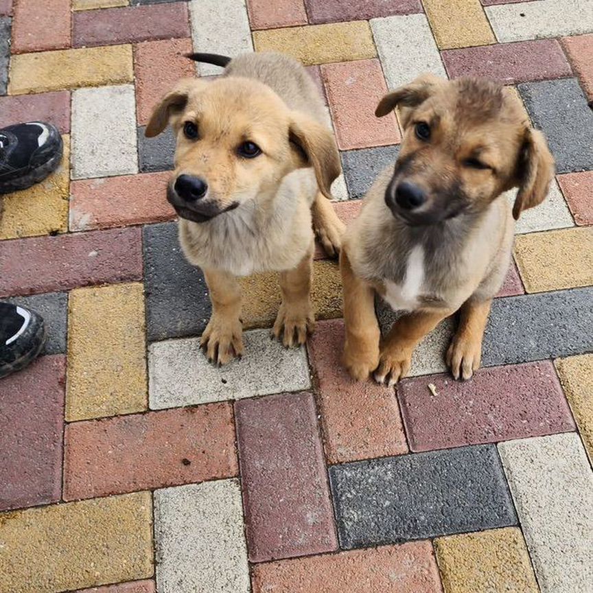 Щенок в добрые руки