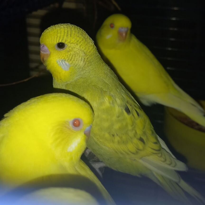 Птенцы волнистый попугай