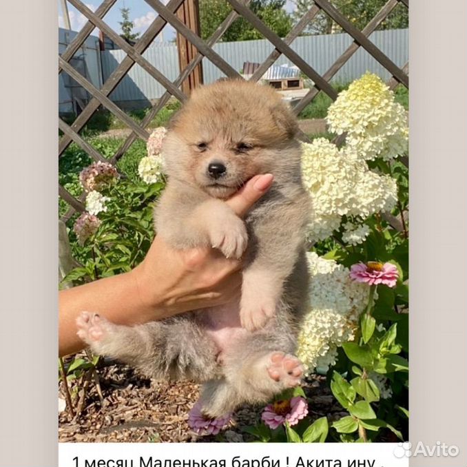 Девочки Акитаину