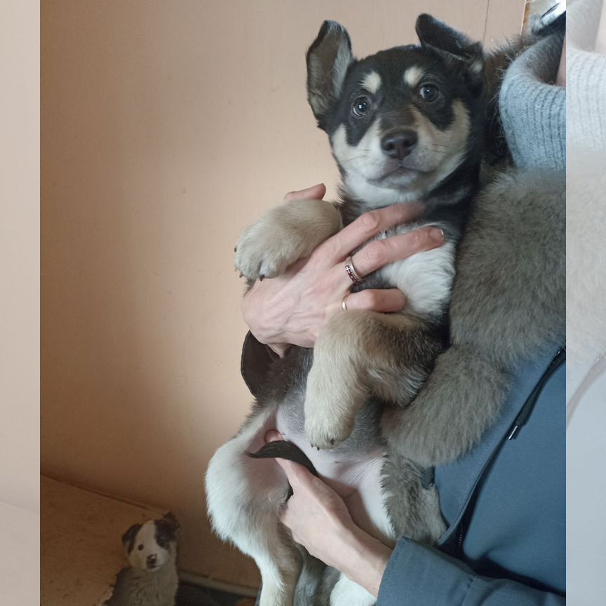 Щенок в добрые руки