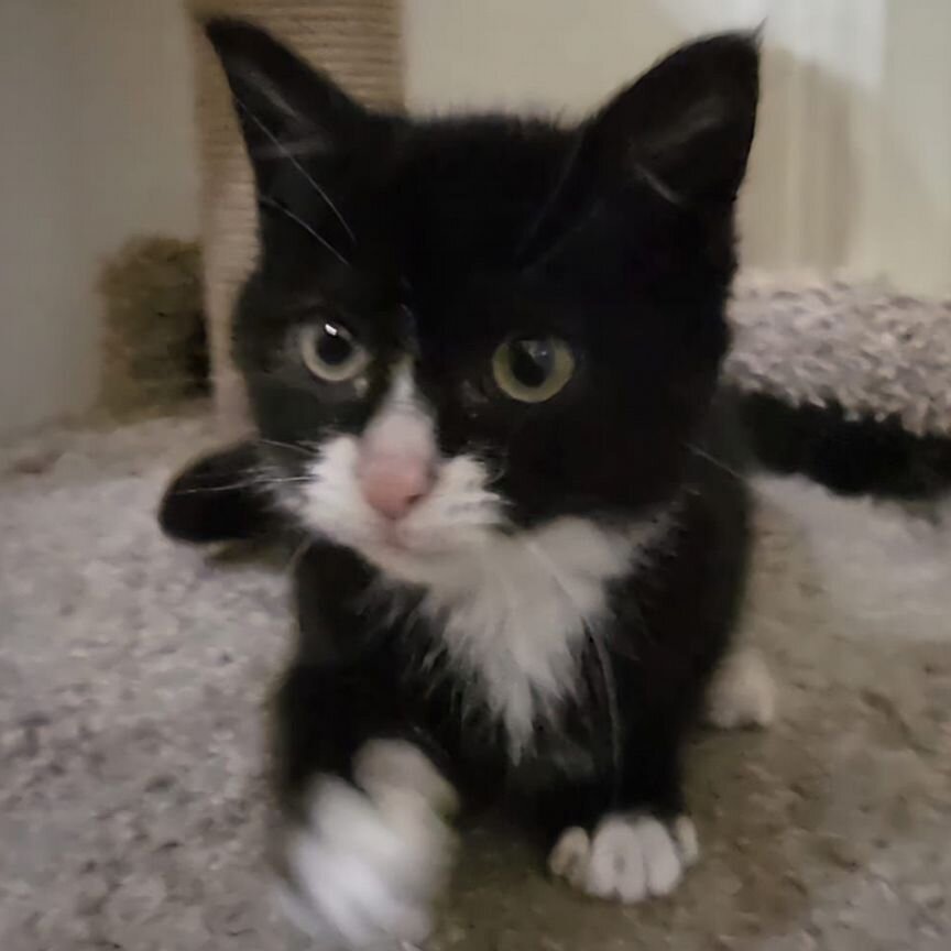 Котёнок в добрые руки