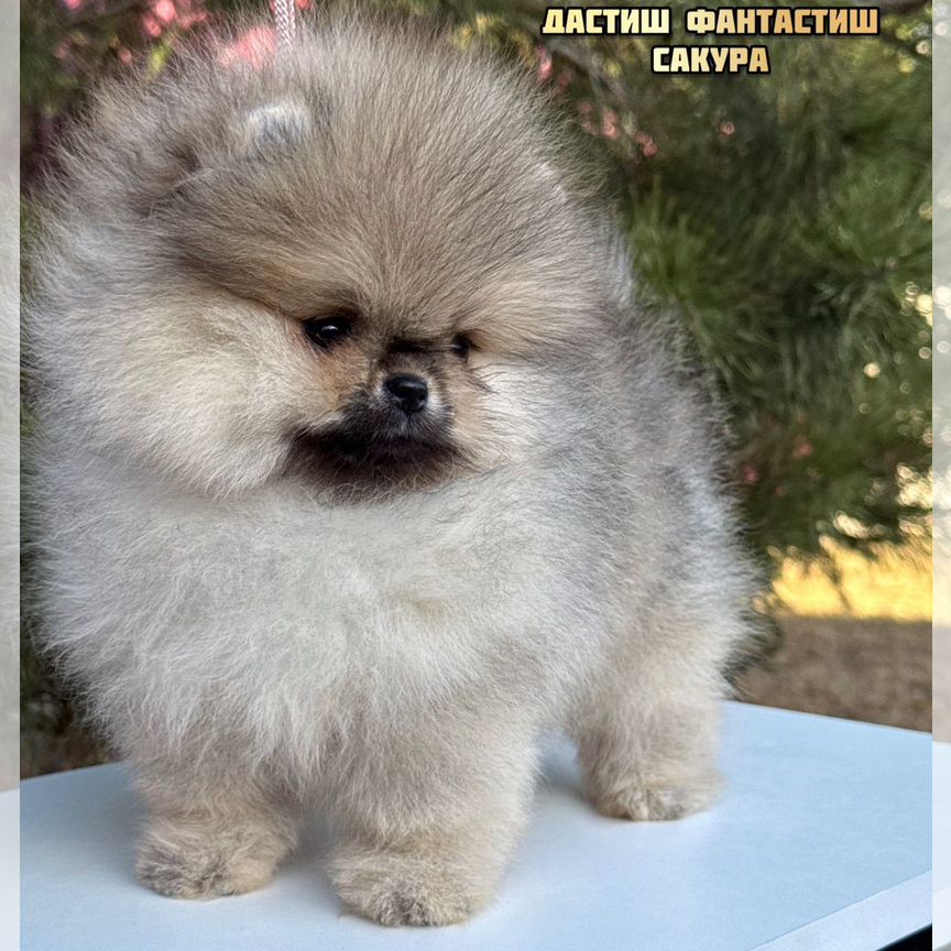 Померанский шпиц, щенок