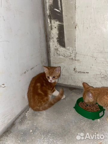 Котята и кошка