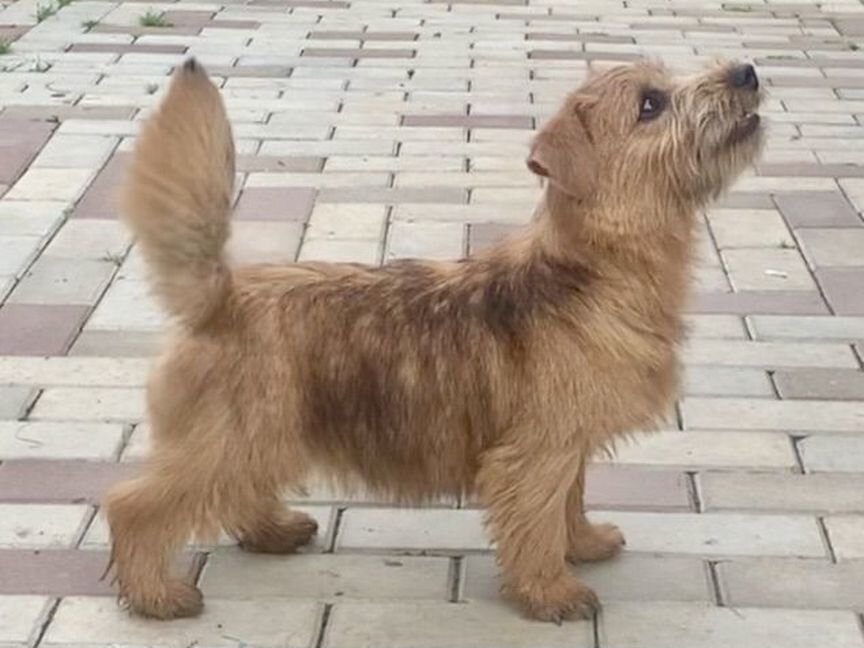 Норвич терьер