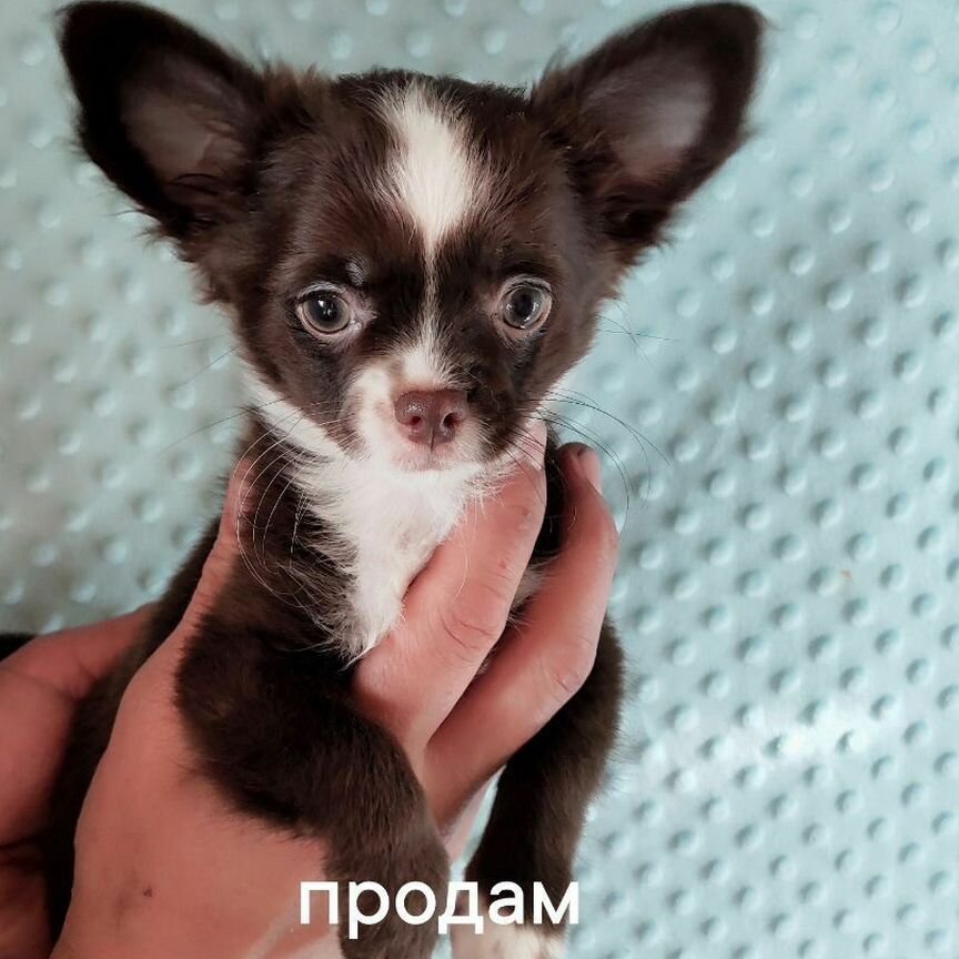 Чихуахуа, щенок