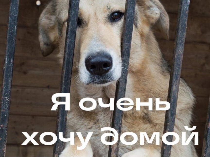 Собака Лика в добрые руки