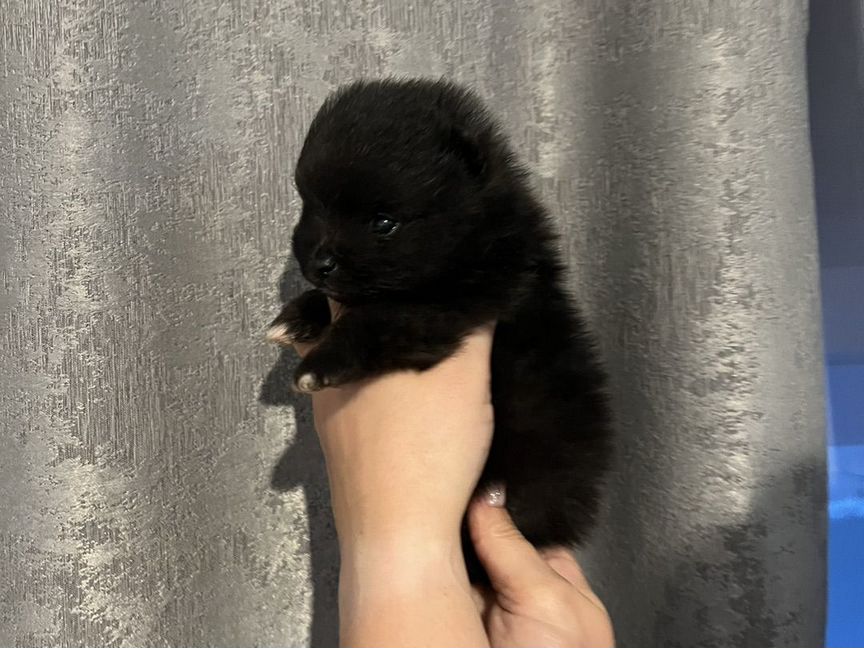 Померанский шпиц