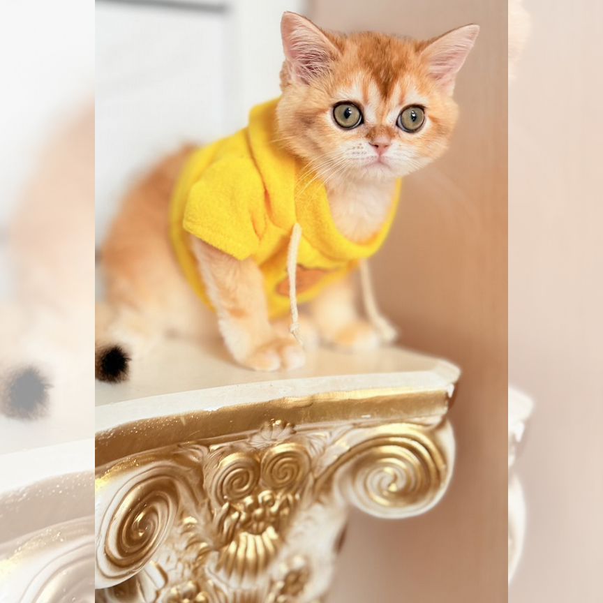 Шотландский прямоухий короткошёрстный котёнок