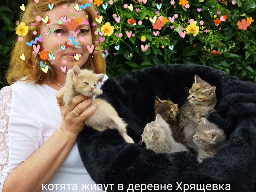 Котята красивые в деревне Хрящевка