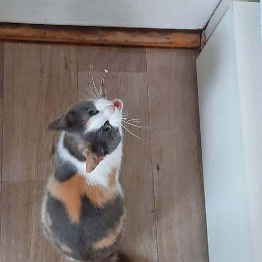 Кошка трехлапая