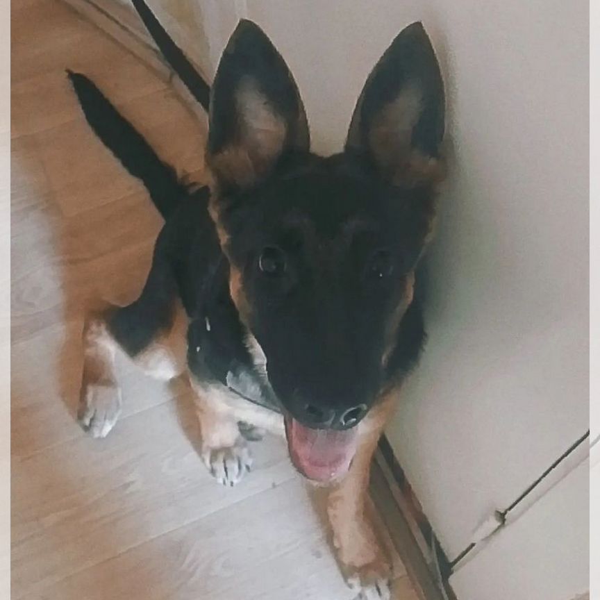 Немецкая овчарка, щенок