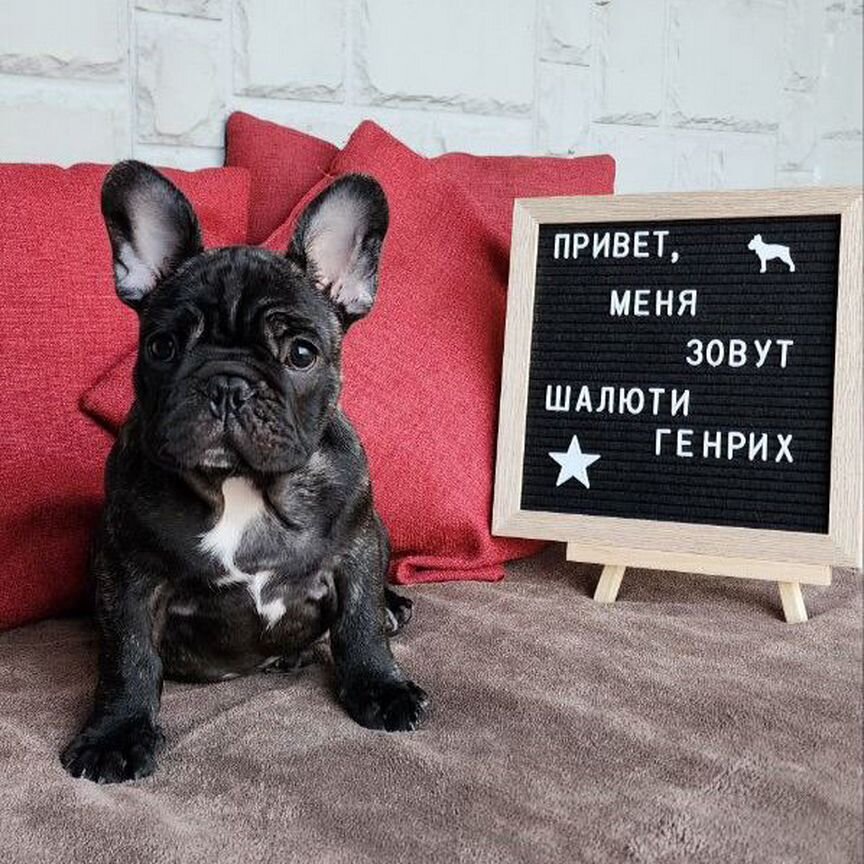 Французский бульдог