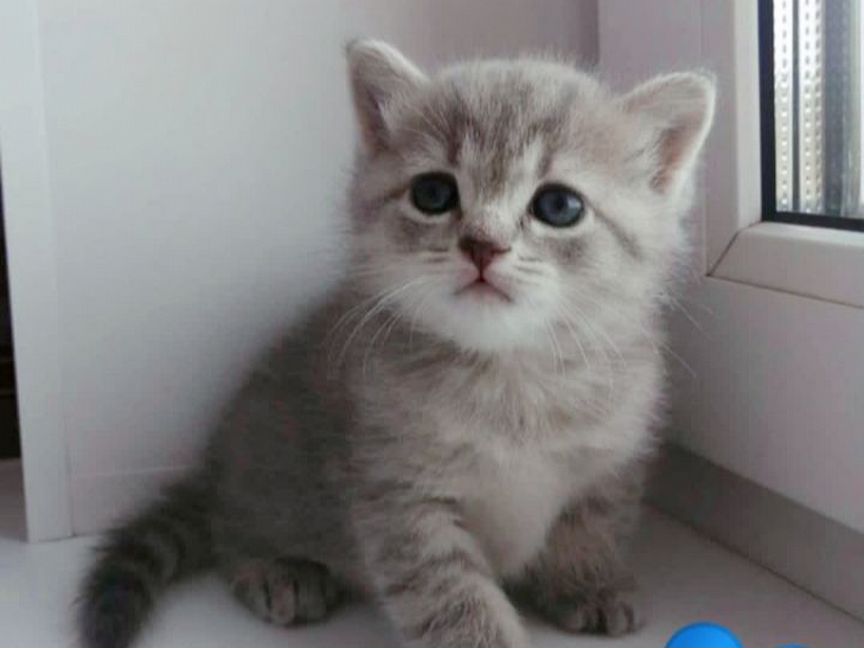 Британские котята мрамор на голубом