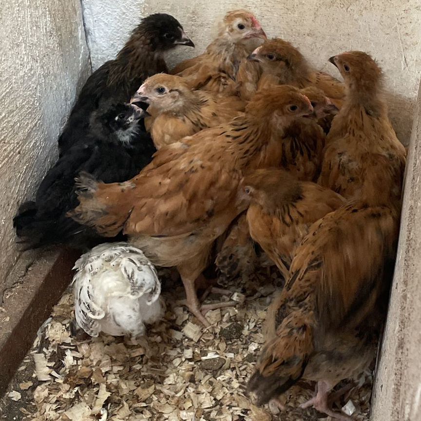 Петушки 2х месячные