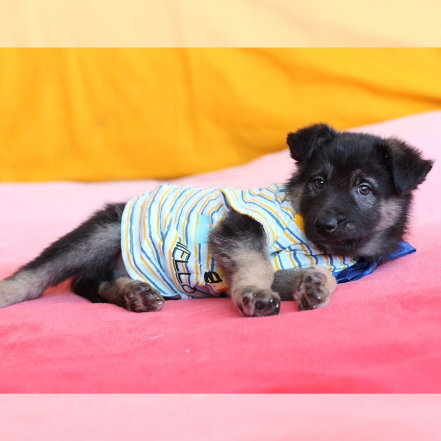 Щенок в добрые руки