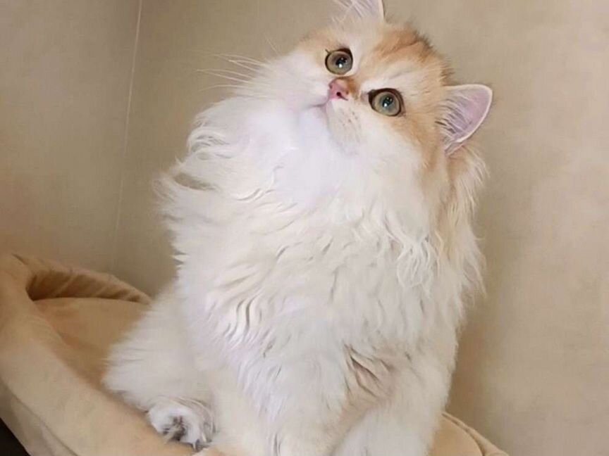 Золотая шиншилла девочка