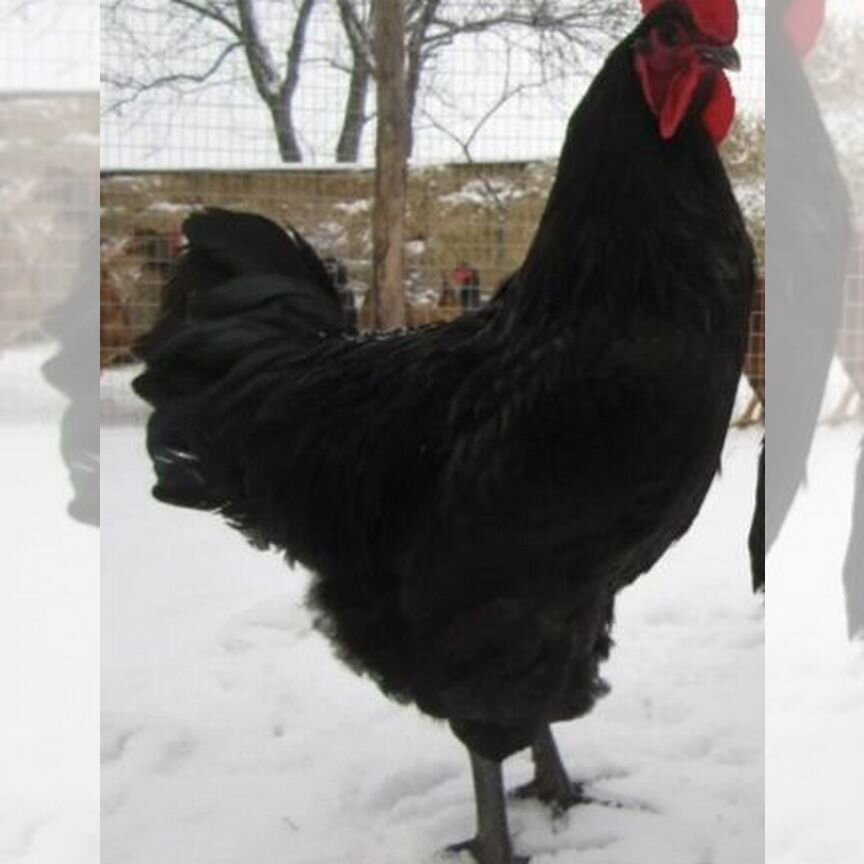 Петух джерсийский гигант