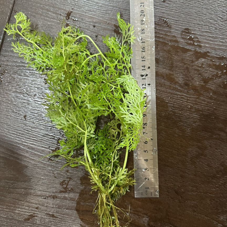 Аквариумный папоротник